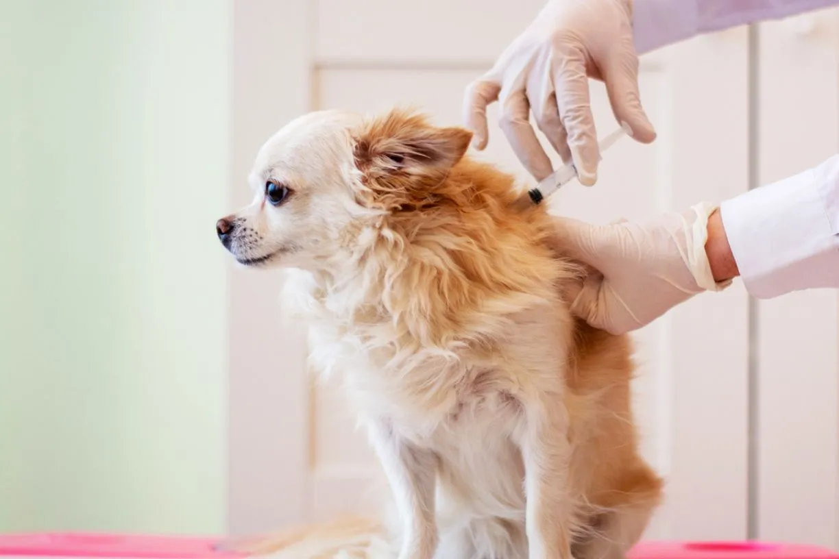 A Complete Guide to the Top Tips to Identify the Right Pet Medicines Online